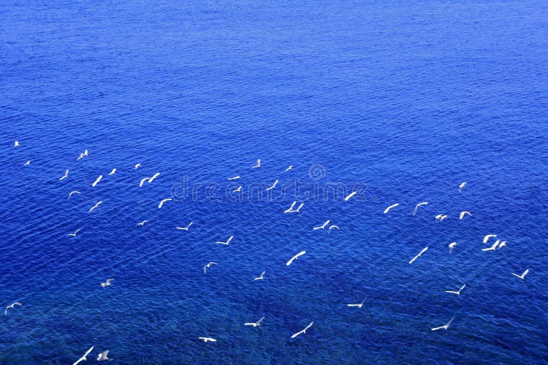 A flock of flying gulls stock photo. Image of wave, animal - 39643114