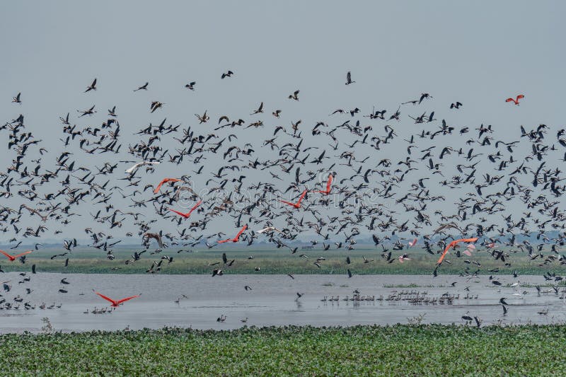 A Flock of Flying Orinoco Geese Stock Photo - Image of fauna, neochen ...
