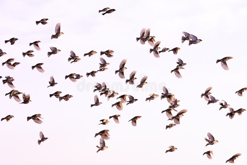 Flock of Flying Sparrows Against a White Sky Stock Photo - Image of ...