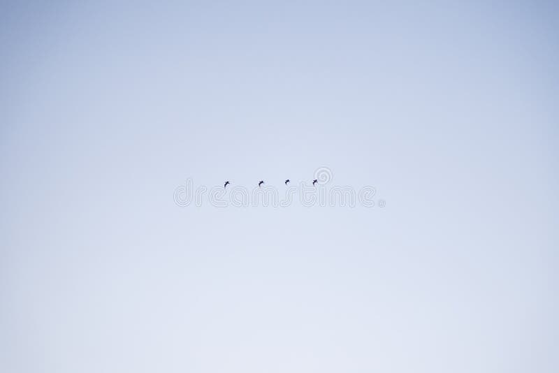Flock of Four Birds Flying High in Sky by Twilight Stock Photo - Image ...