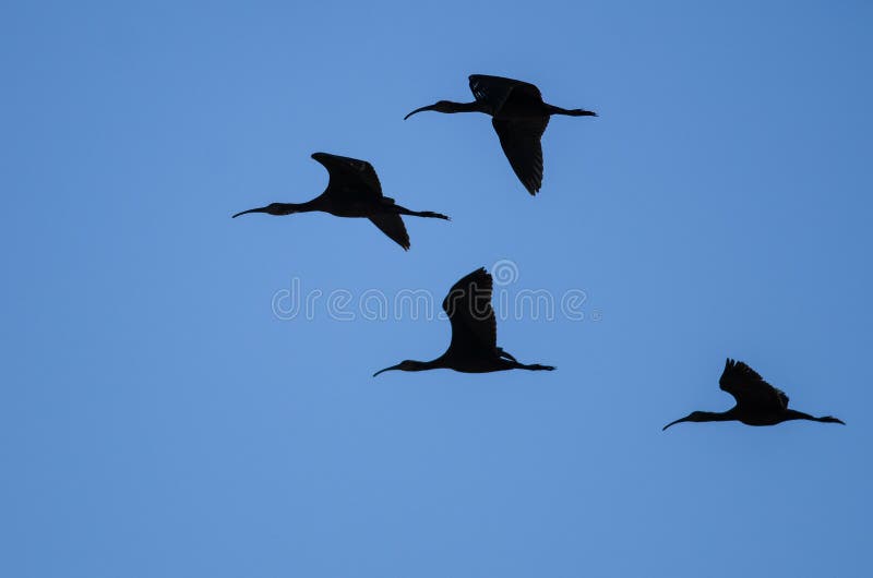 Flock of Four White-faced Ibis Silhouetted in a Blue Sky Stock Photo ...