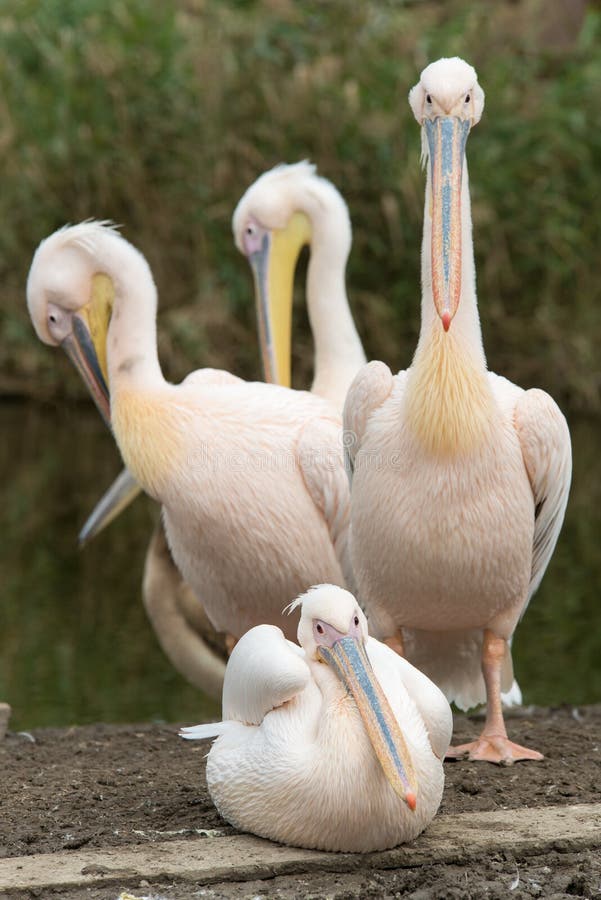 1,380 Flock Great White Pelicans Stock Photos - Free & Royalty-Free ...