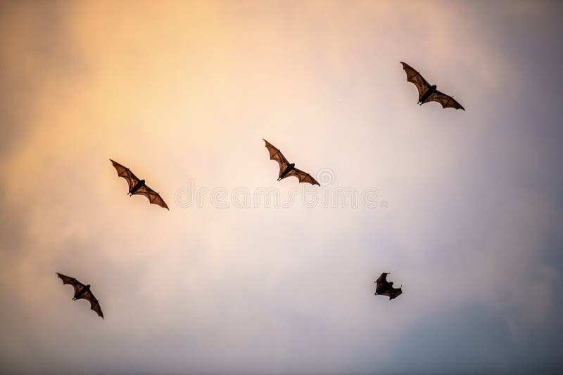 Bats at sunset stock photo. Image of travel, helvum, park - 43402650