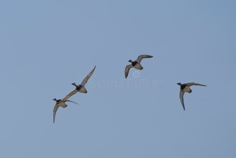 Flock of Gadwall Ducks Soaring through the Sky in Formation Stock Image ...