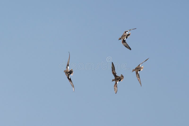 Flock of Gadwall Ducks Soaring through the Sky in Formation Stock Photo ...