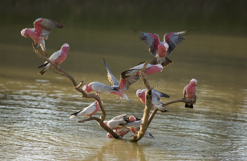 Flock of galahs stock photo. Image of creek, nature, drinking - 37039598