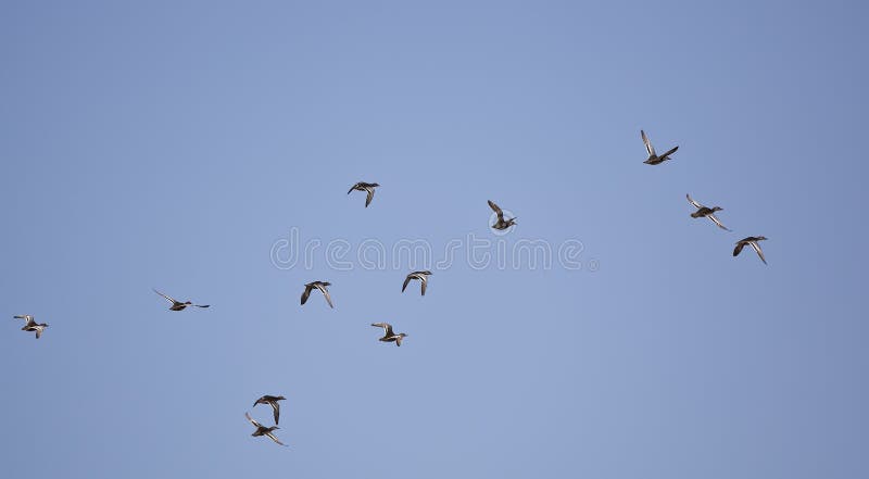 A Flock of Garganey in Flight Stock Photo - Image of waterfowl ...
