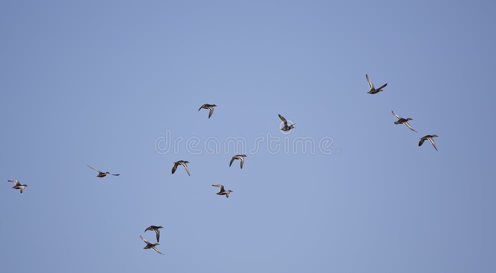 A Flock of Garganey in Flight Stock Photo - Image of waterfowl ...