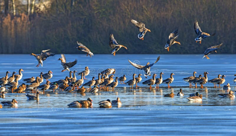 A flock of geese stock image. Image of lake, environment - 49673325