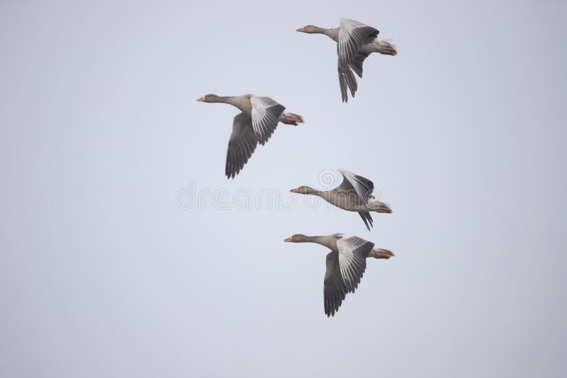 A flock of geese stock photo. Image of speed, migration - 208346710