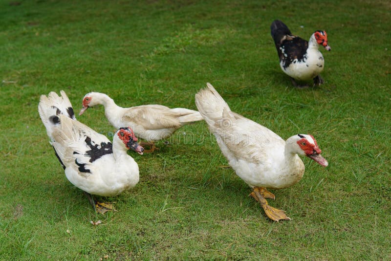 A bunch of big ducks stock photo. Image of ducks, bunch - 224852298