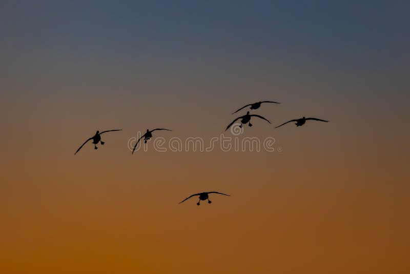 Flock of Geese Coming into Land during a Vibrant Sunset or Dawn Stock ...