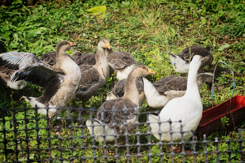 A Flock of Geese and Ducks Roam the Green Paddock on a Summer Day Stock ...