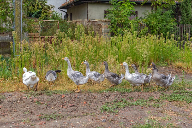 Flock of Geese stock photo. Image of feather, dirt, farm - 254567230