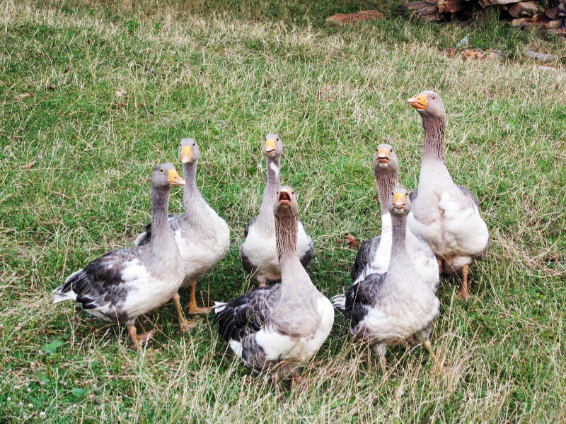 Flock of Geese at a Campground Stock Photo - Image of canadian, nature ...