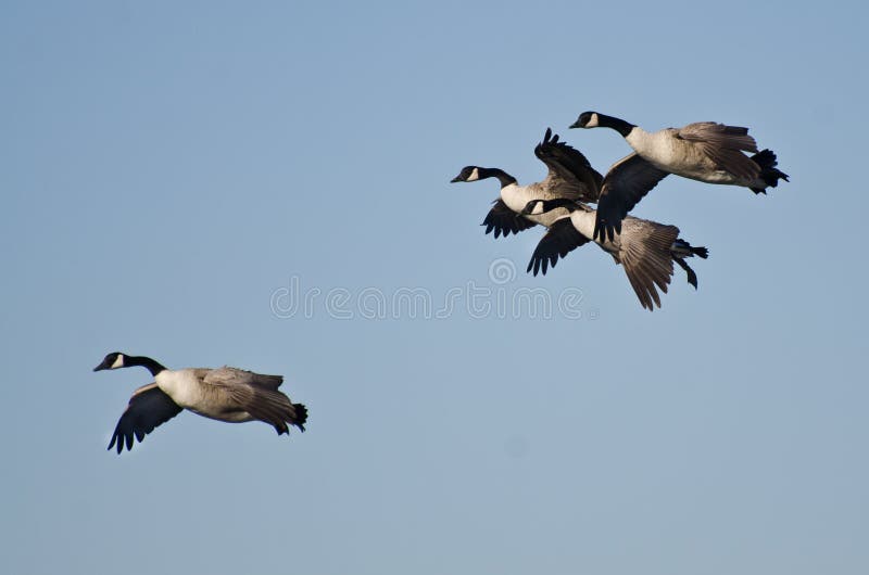 Flock of Geese Flying in Blue Sky Stock Photo - Image of america ...