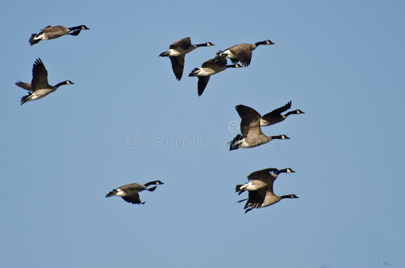 Flock of Geese Flying in Blue Sky Stock Photo - Image of goose, black ...