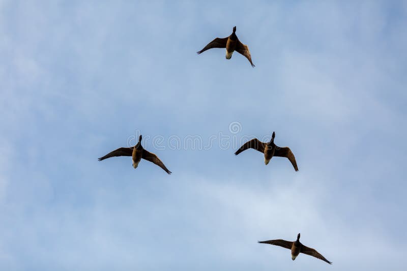 Goose Barnacle Flying in the Sky Stock Image - Image of blue, leisure ...