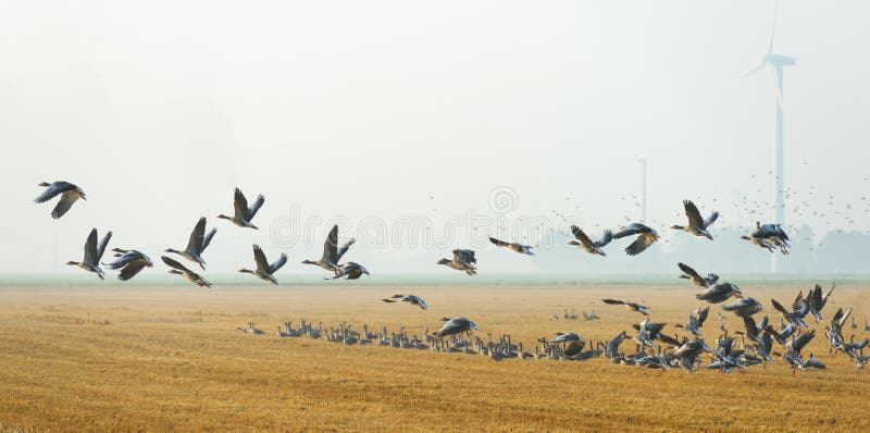 Flock of Geese Flying Over a Field Stock Photo - Image of geese, birds ...