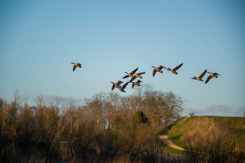 Flock of Geese Flying Over Trees in a Field Under the Sunlight and a ...