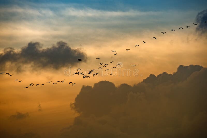Flock of Geese Flying in the Sky at Sunset, Denmark Stock Photo - Image ...
