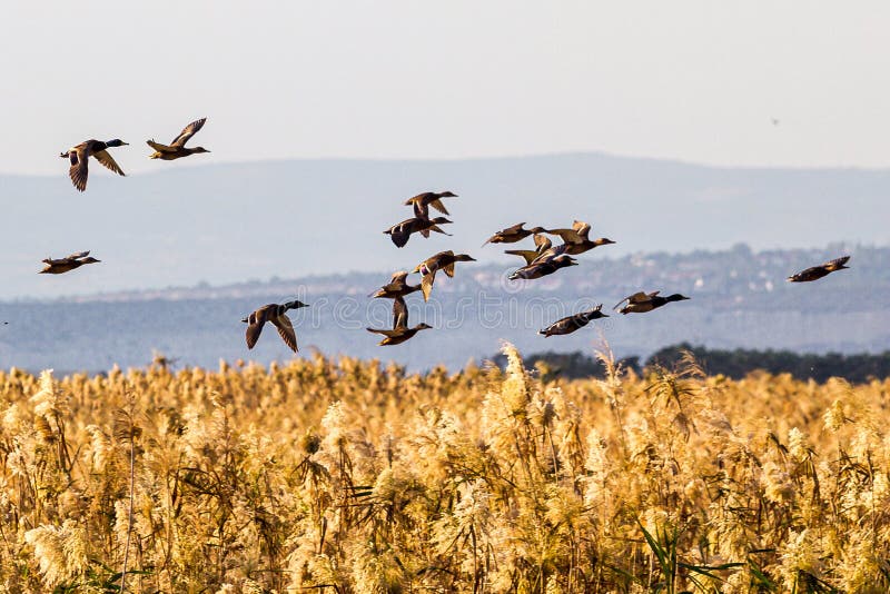 A Flock of Geese Flying in the Wild Stock Image - Image of meadow, bird ...
