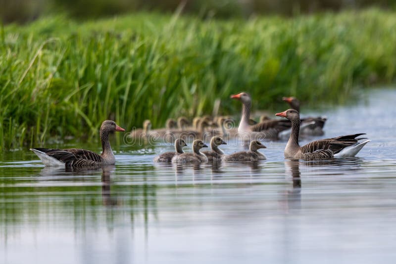 Flock of Geese and Gooselings on a Swampy Lake Stock Photo - Image of ...