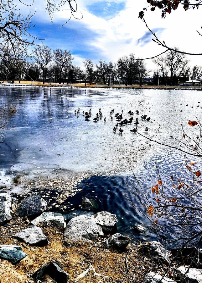 Flock of Geese on the Lake in Wyoming Stock Photo - Image of flock ...