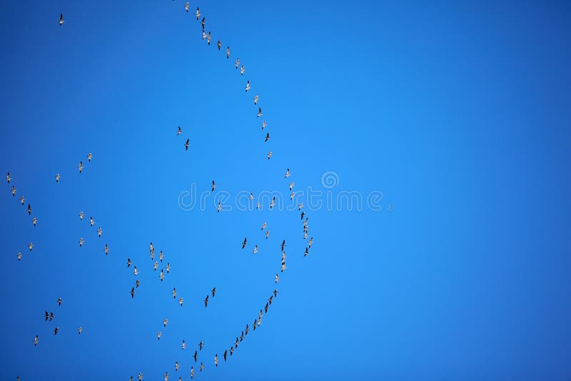 Flock of Geese Migrating in Formation Stock Photo - Image of nature ...