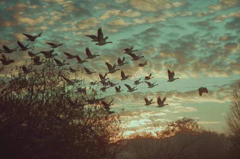 A Flock of Geese Migrating South, Flying Gracefully in the Evening Sky ...