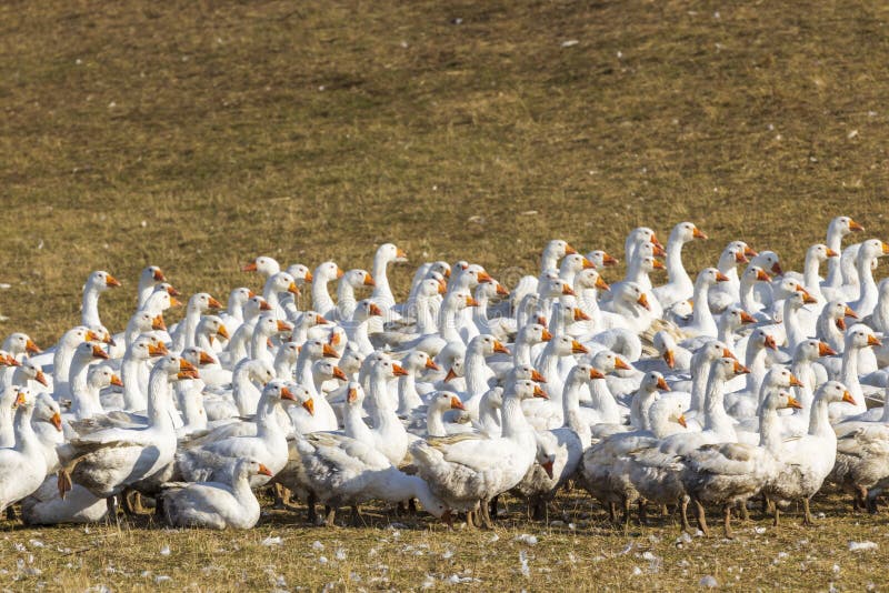 Flock of Geese in Open Air, Hungary Stock Image - Image of countryside ...