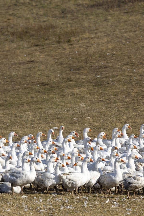 Flock of Geese in Open Air, Hungary Stock Photo - Image of pasture ...