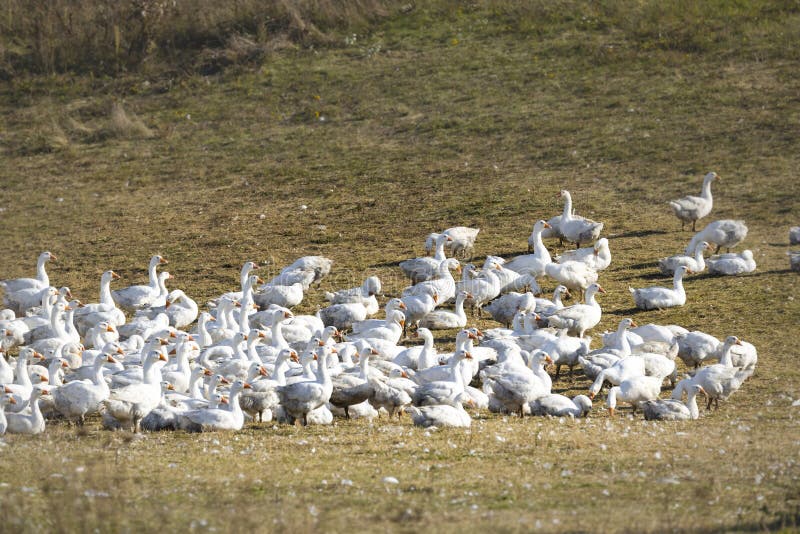 Flock of Geese in Open Air, Hungary Stock Photo - Image of countryside ...