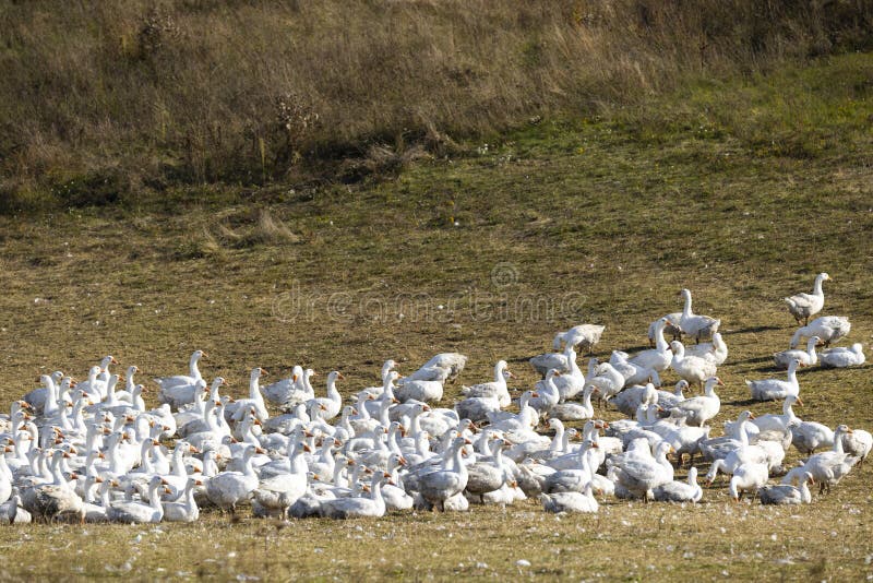 Flock of Geese in Open Air, Hungary Stock Photo - Image of bird, grass ...