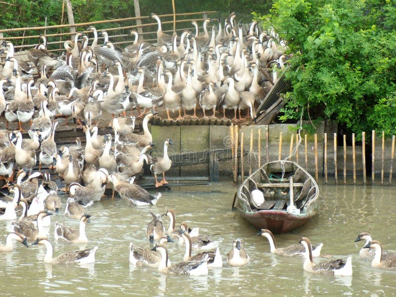 Flock of geese in a pen stock photo. Image of grass, household - 59241846