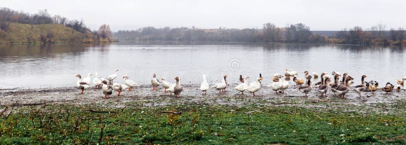 A Flock of Geese on the River Bank in the Fall Stock Photo - Image of ...