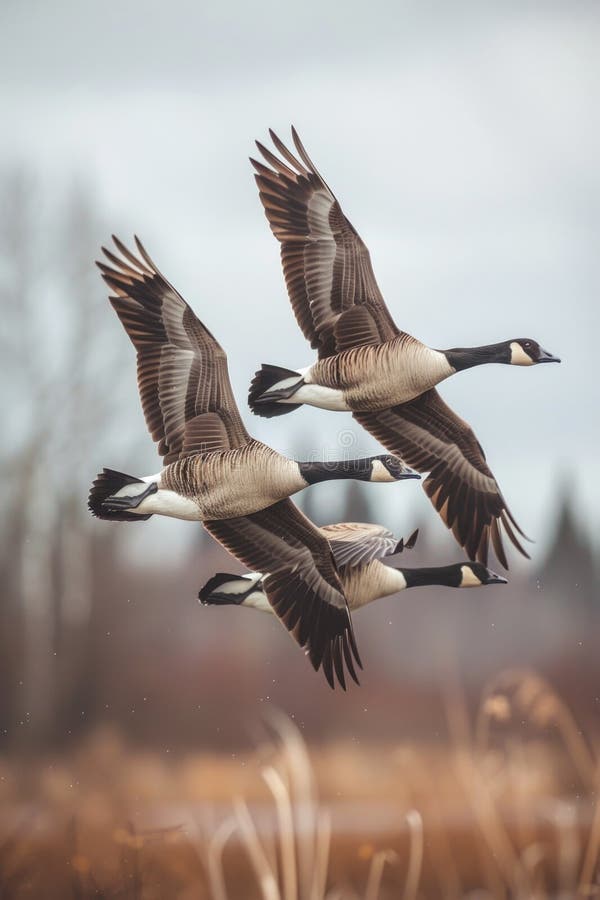 A Flock of Geese Soaring through the Sky, Their V-form Formation ...