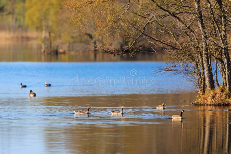 Flock of geese at spring stock photo. Image of greylag - 51997856