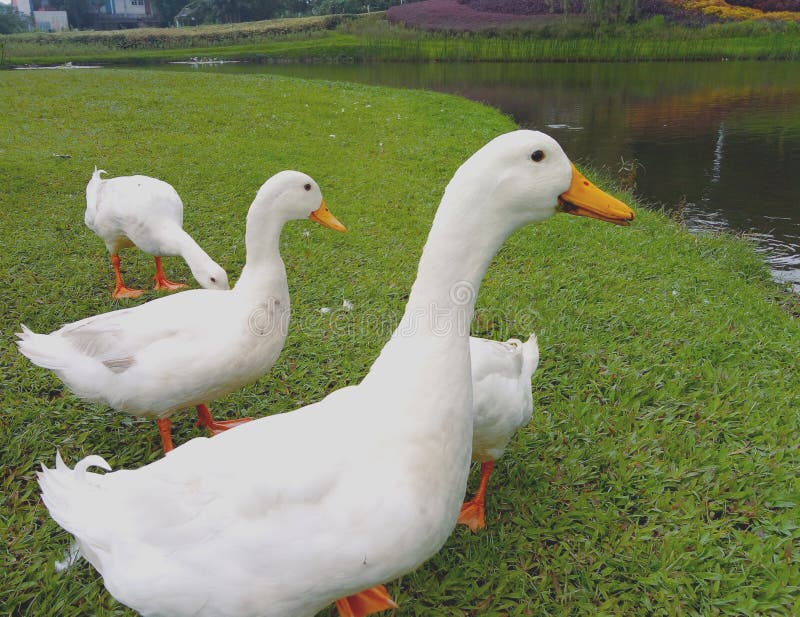 Geese staring at the pond stock image. Image of eating - 211205993
