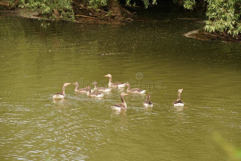 Flock of Geese on Summer River 3 Stock Image - Image of country, focus ...