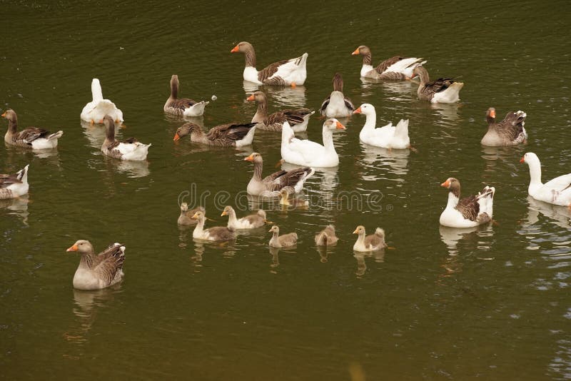 Flock of Geese on Summer River 1 Stock Image - Image of hatching, birds ...