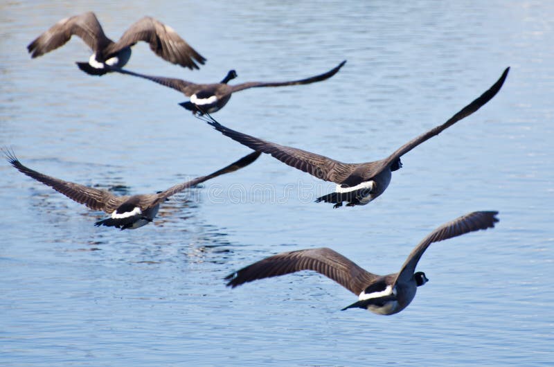 Flock of Geese Taking Off from Water Stock Photo - Image of bird, wing ...