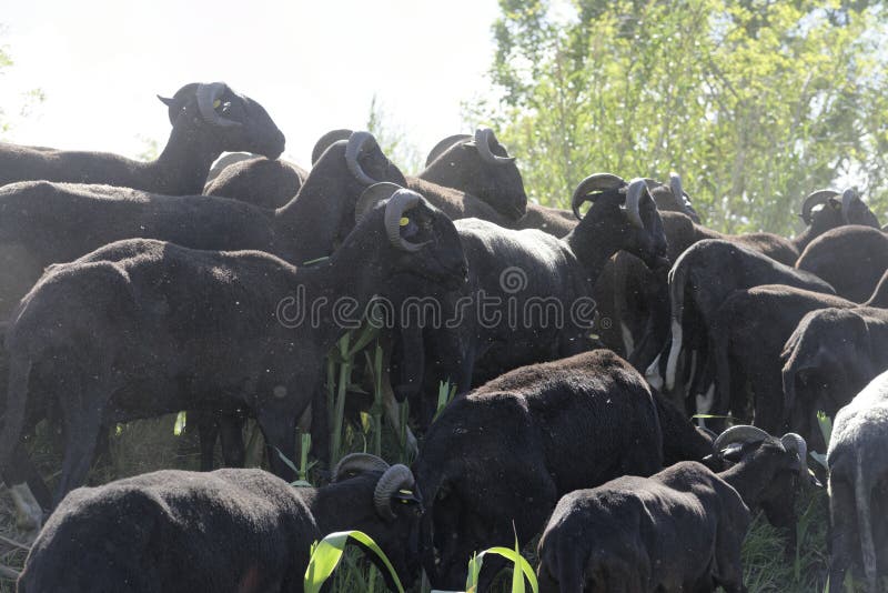 Flock of goat stock photo. Image of animal, goods, rustic - 70186178