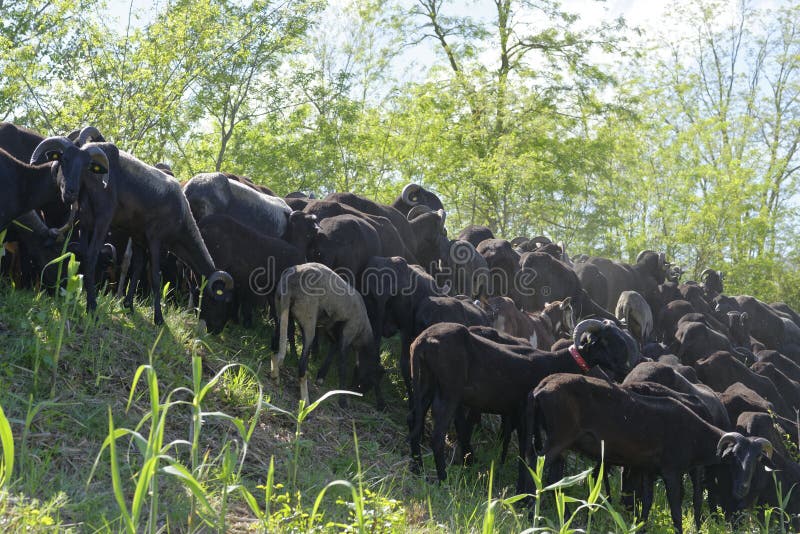Flock of goat stock image. Image of mammal, meadow, caravan - 70186645