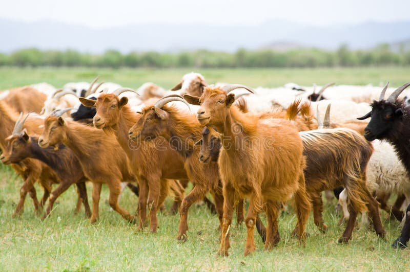 Flock of goats stock photo. Image of grass, tend, goat - 10472298