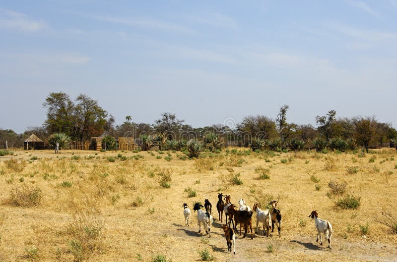 Cattle stock image. Image of africa, caprivi, agriculture - 36062055
