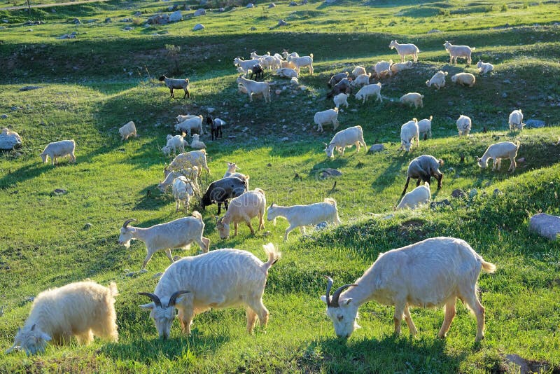 Flock of goats stock photo. Image of graziery, white - 76044036
