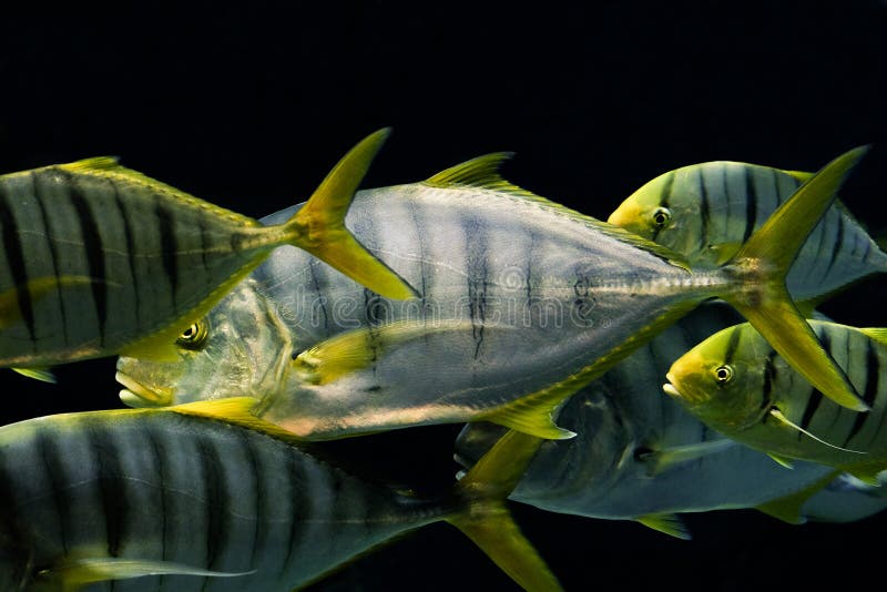 Golden Trevally Swimming Over Sea Grass Stock Photo - Image of ...