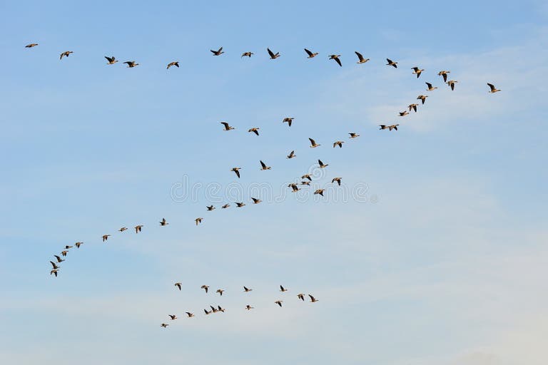 Flock of goose stock photo. Image of shape, group, seasonal - 66524662