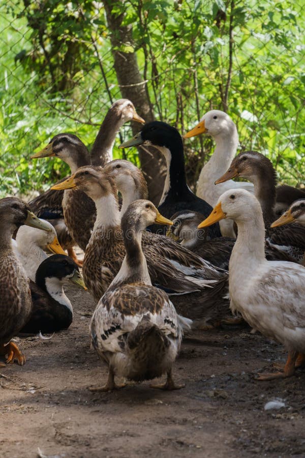 A Flock of Gray Domestic Ducks in a Rural Yard Stock Image - Image of ...